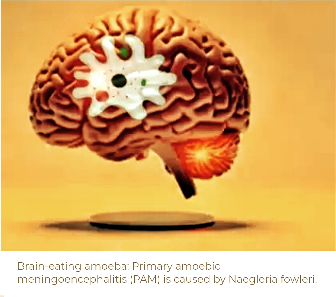 Unveiling The Threat: The Brain-Eating Amoeba And Its Impact In Kerala ...